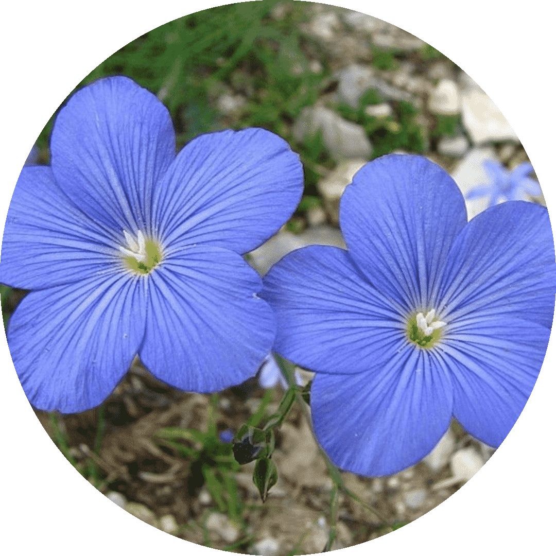 Sigdal, article : bienfaits et vertus de la graine de lin