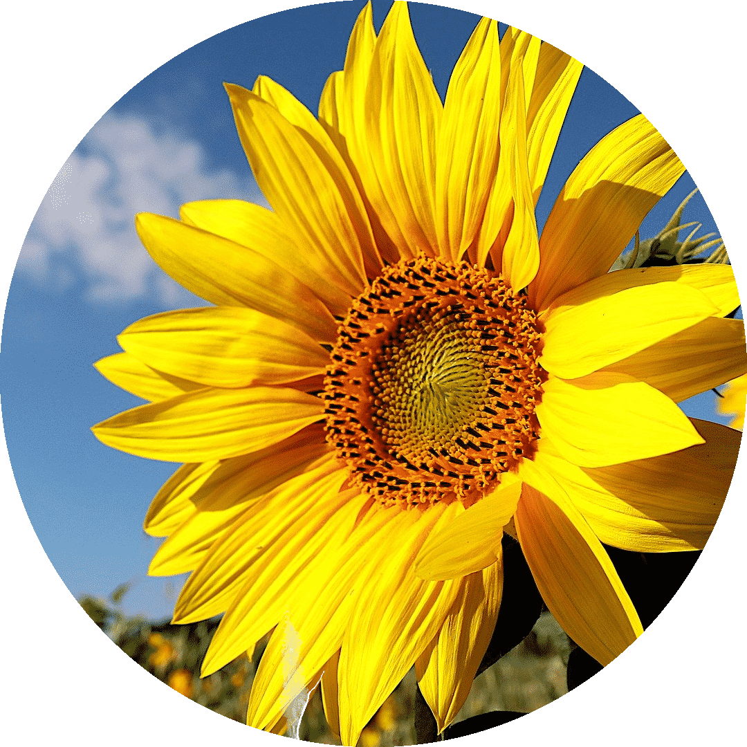 Sigdal, article : Les qualité de la graine de tournesol